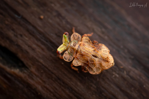 Moss bugs (Suborder Coleorrhyncha) · iNaturalist