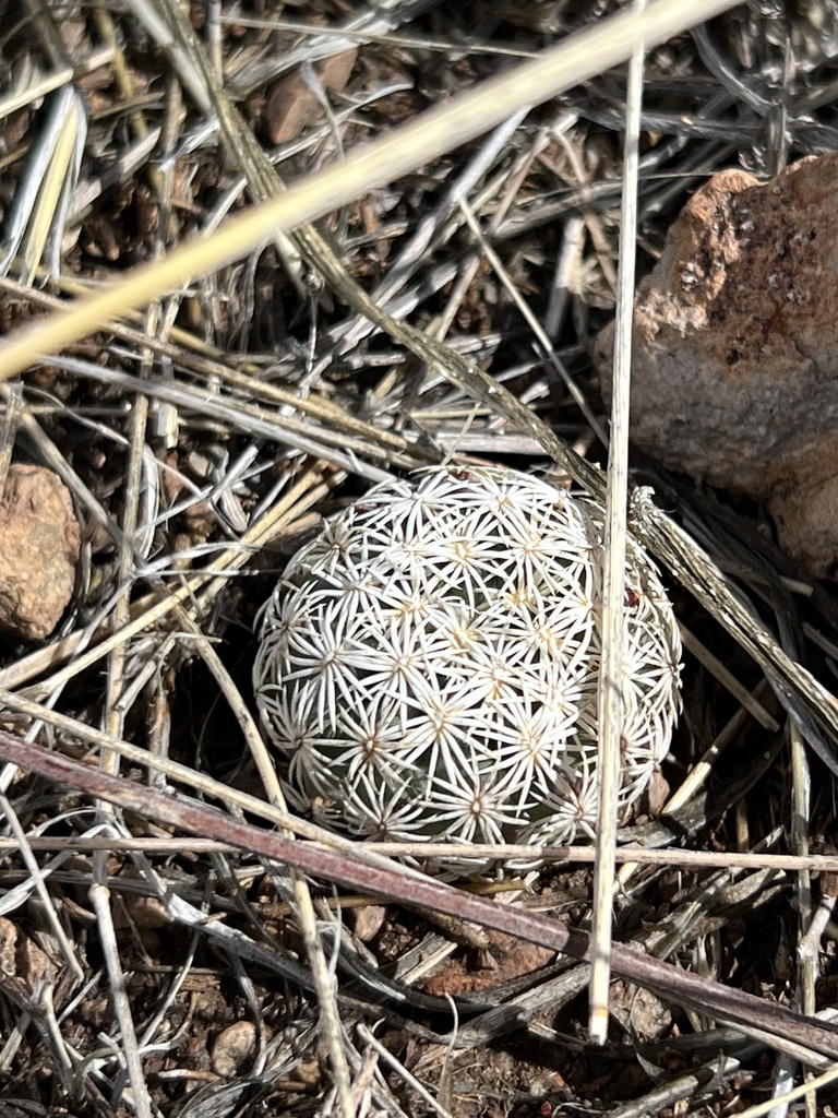 Acuña Cactus from Willcox, AZ, US on February 7, 2024 at 12:04 PM by CK ...