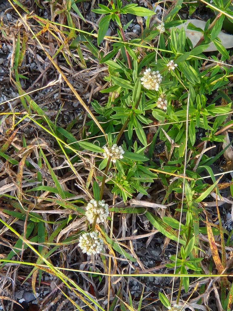 shrubby false buttonweed from Merritt Island, FL, USA on February 7 ...