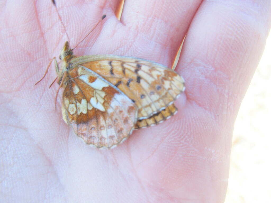 Frigga Fritillary from Лужский р-н, Ленинградская обл., Россия on June ...