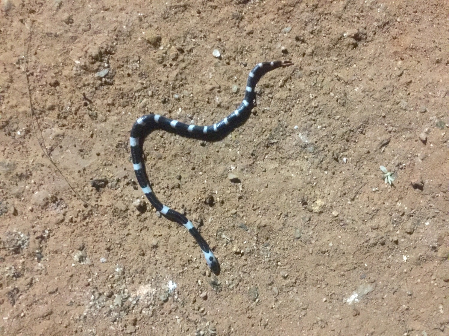 Bungarus ceylonicus Günther, 1864