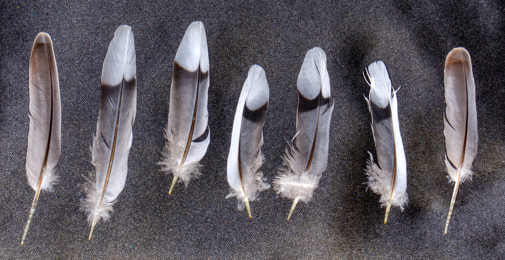 Mourning Dove from Bill's backyard, Lewes, DE on February 7, 2024 at 06 ...