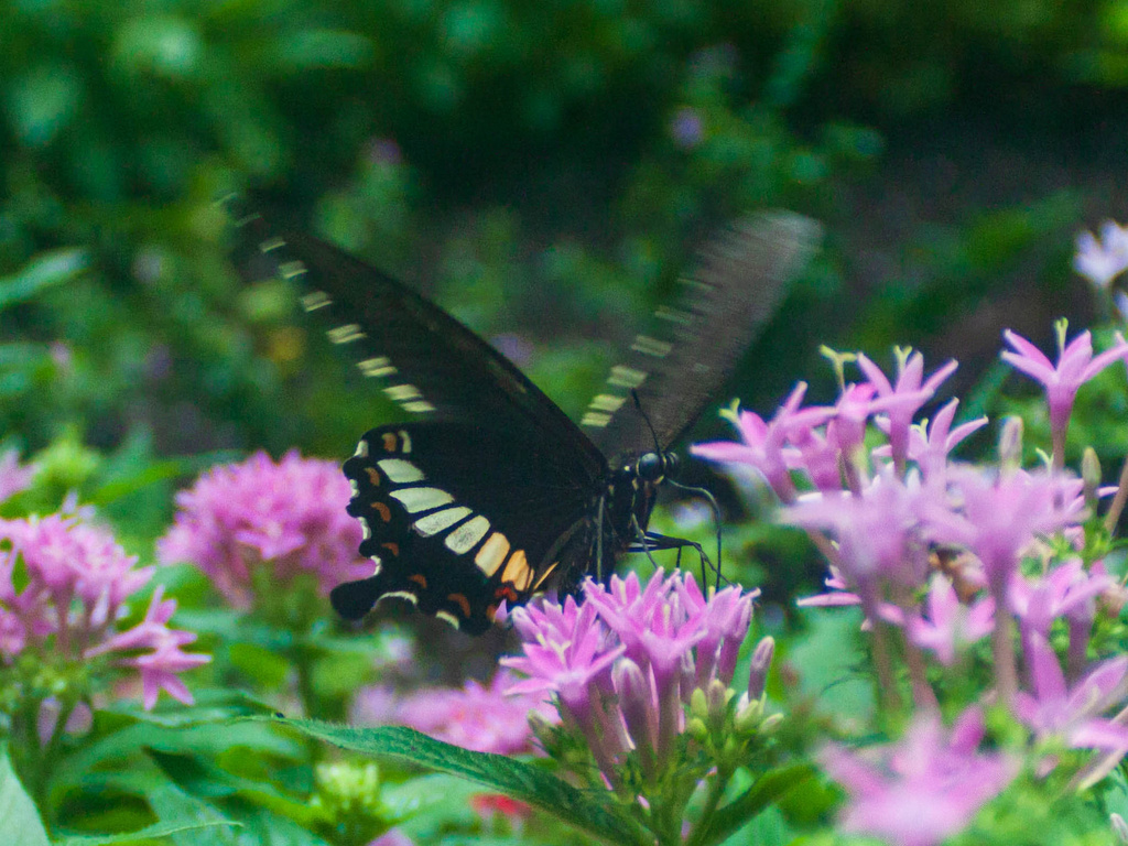 Common Mormon Swallowtail in July 2021 by Trương Việt Hưng · iNaturalist