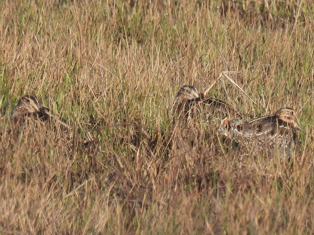 Wilson's Snipe from El Franco Lee Park, Houston, TX 77581, USA on ...