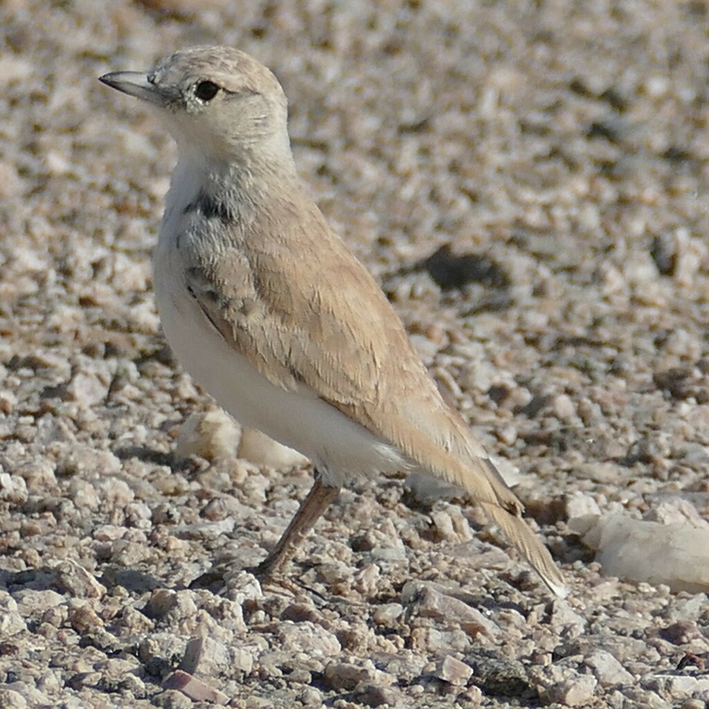 Gray's Lark from Namib desert near Roessing Mtn, Region Erongo, Namibia ...