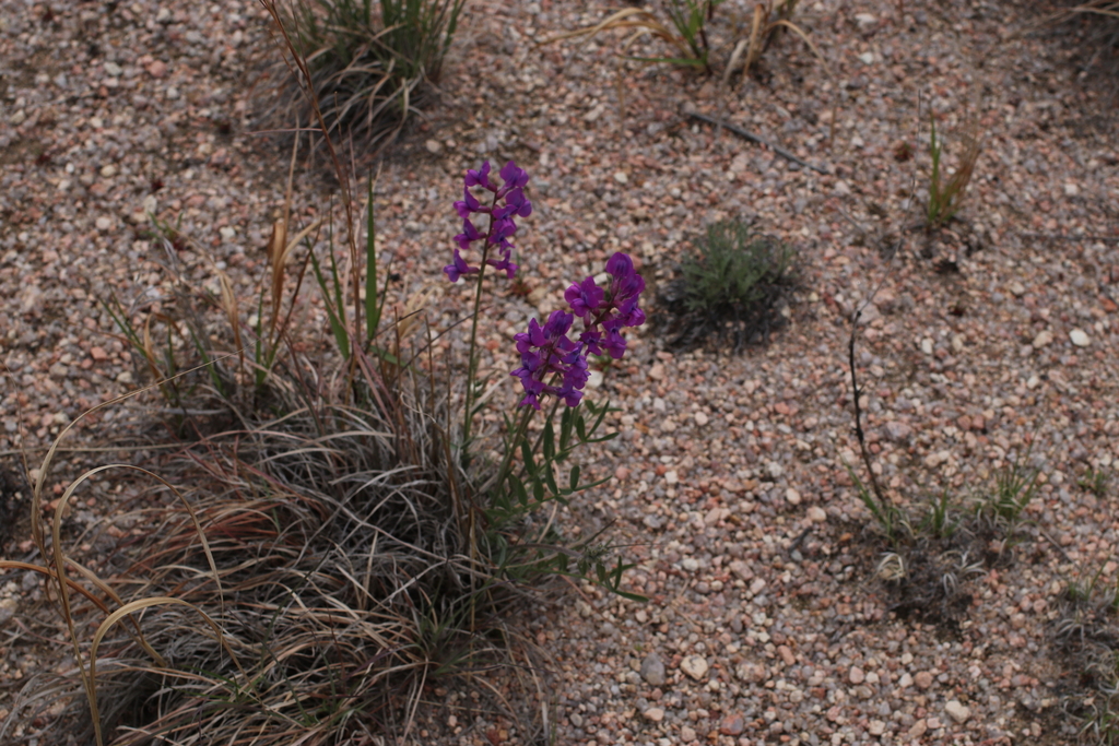 Lambert's Locoweed from El Paso County, CO, USA on June 2, 2023 at 02: ...