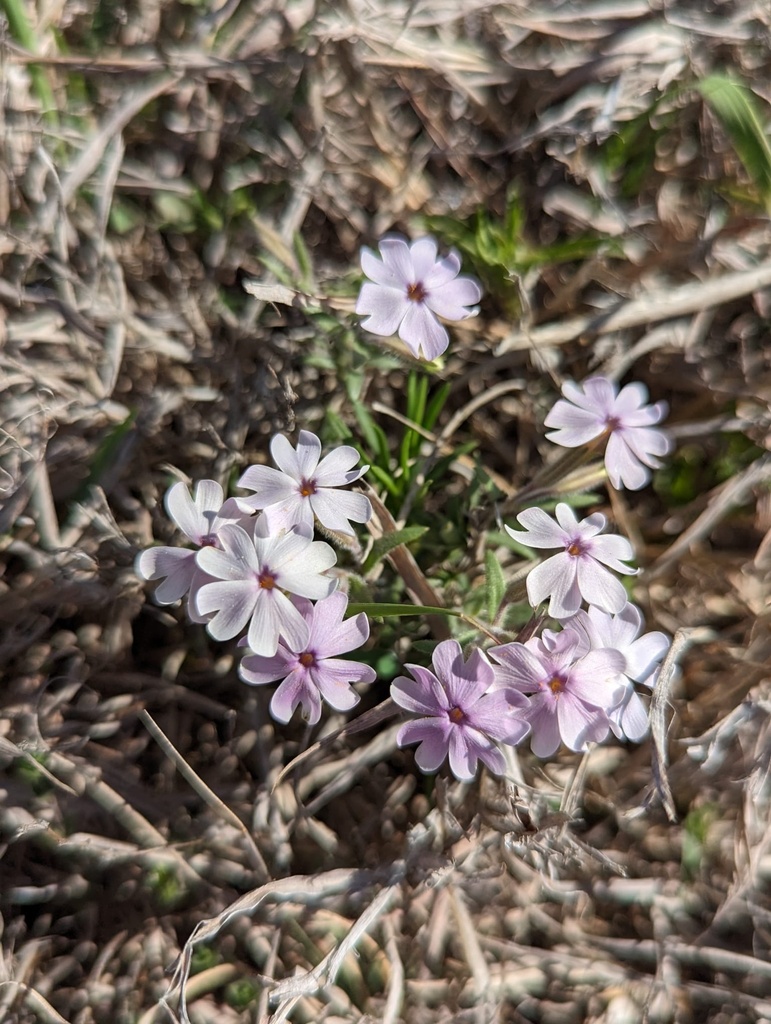 Oklahoma Phlox in April 2023 by Jessica Baughman · iNaturalist