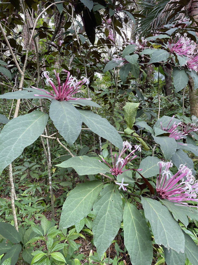 Starburst Bush from US-1 N, Vero Beach, FL, US on February 8, 2024 at ...