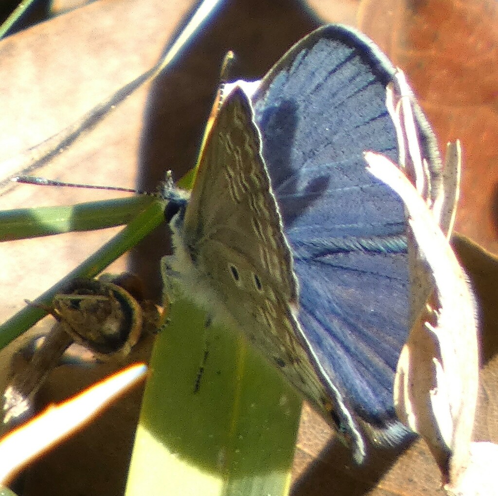 Ceraunus Blue from St. Nicholas, Jacksonville, FL 32207, USA on ...