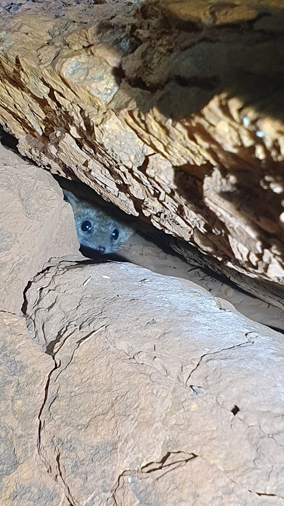 Kaluta from Nanutarra WA 6751, Australia on February 8, 2024 at 10:47 ...