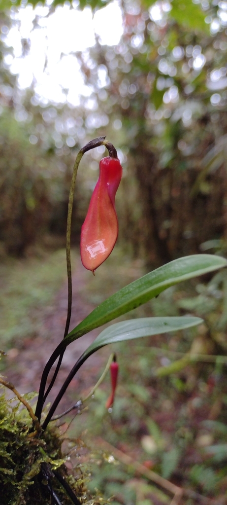 Masdevallia deformis from Chinchipe, EC-ZC, EC on February 8, 2024 at ...