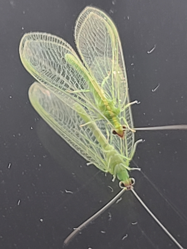 Red-lipped Green Lacewing in February 2024 by Jonathan Gilmer · iNaturalist