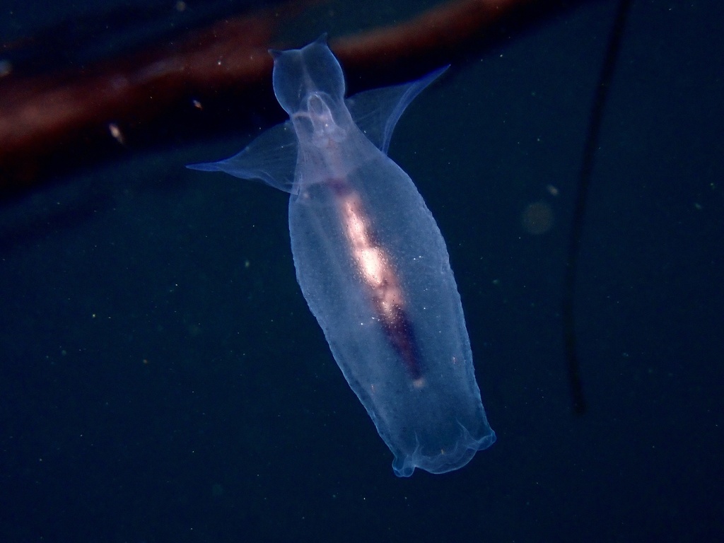 Sea Cherub from Iron Mine Bay, Capital, BC, CA on February 7, 2024 at ...