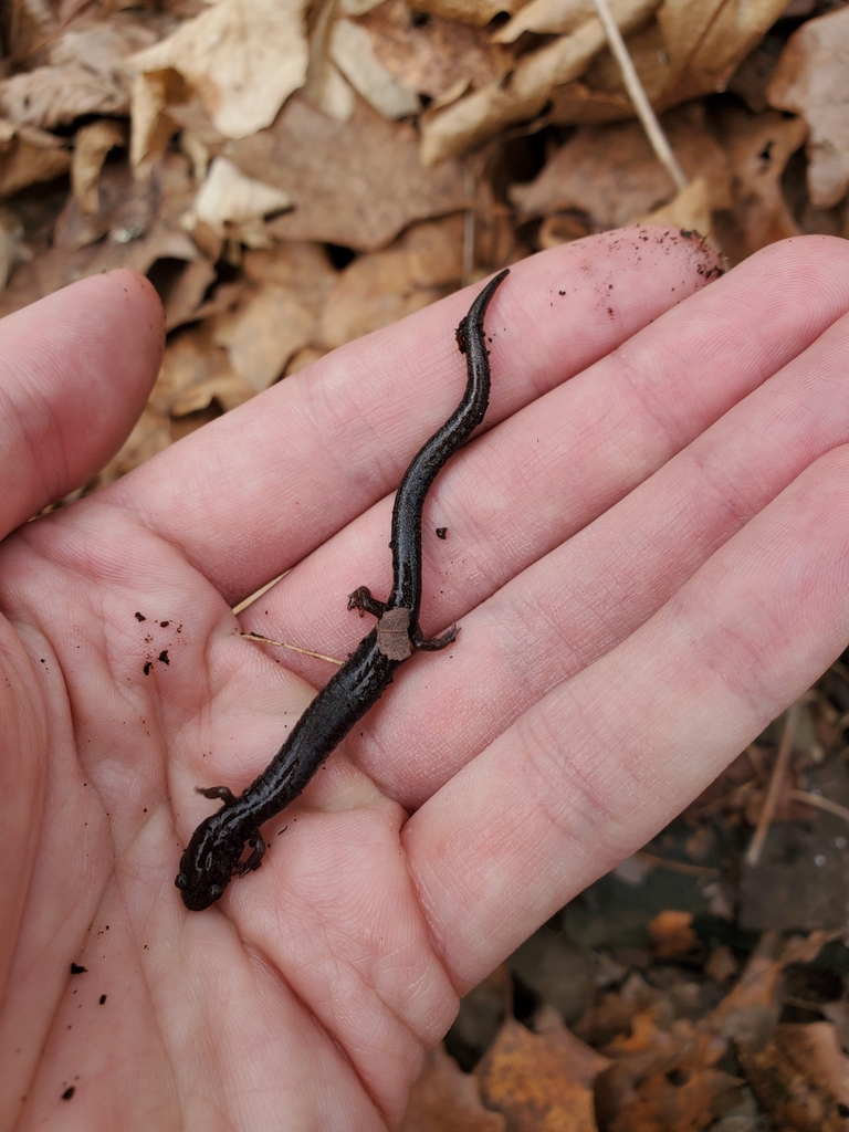 Eastern Red-backed Salamander from Independence Township, PA, USA on ...