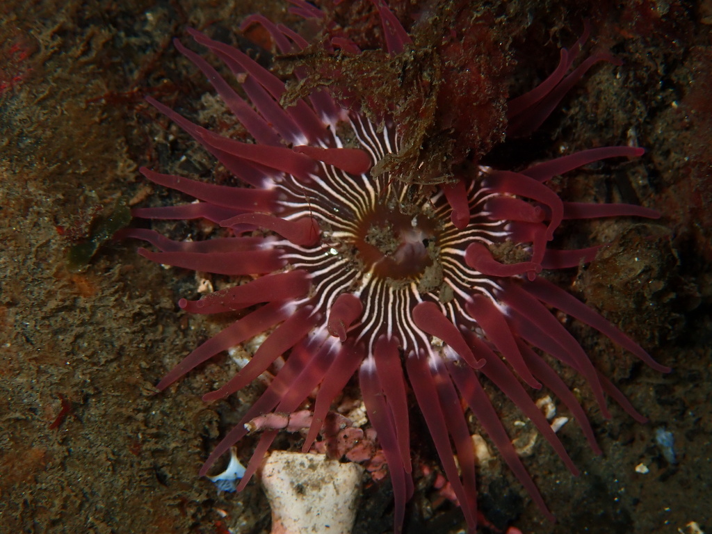 warty columned anemone from Iron Mine Bay, Capital, BC, CA on February ...