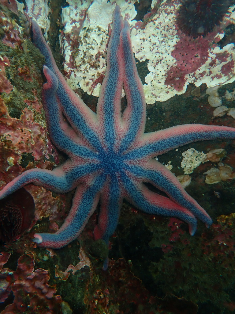 Striped Sun Star from Iron Mine Bay, Capital, BC, CA on February 7 ...