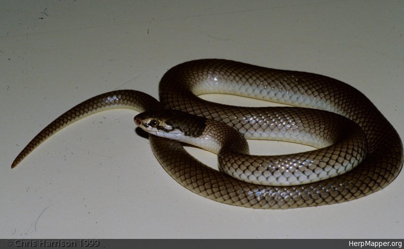Curl Snake (Suta suta) - Snakes and Lizards
