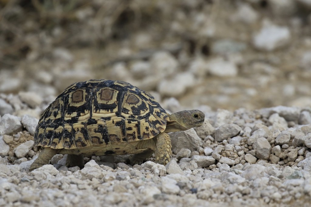 Leopard Tortoise from Oshikoto, Namibië on March 20, 2019 at 04:52 PM ...