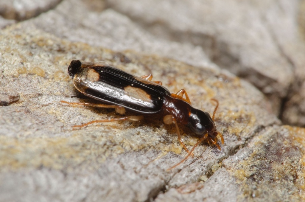 Dromius quadrimaculatus from Naturpark Föhrenberge, Mödling, Lower ...