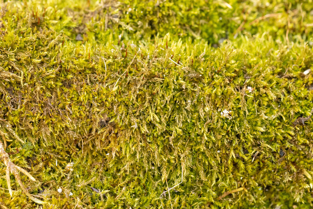 tangled thread moss from Montgomery County, OH, USA on February 8, 2024 ...