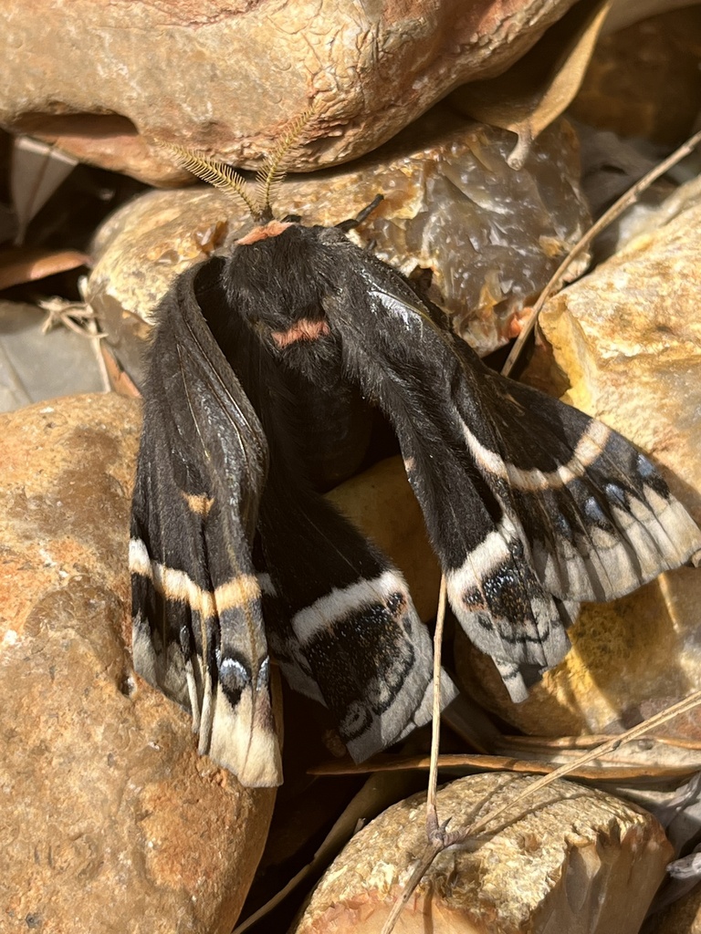 Calleta Silkmoth from UTSA Blvd, San Antonio, TX, US on February 8 ...
