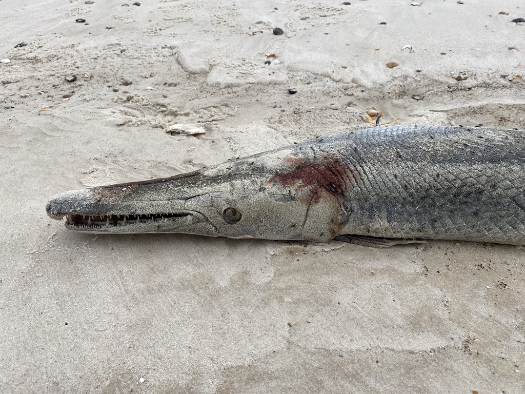 Alligator Gar from Grass Island, Gulf Shores, AL, US on February 8 ...