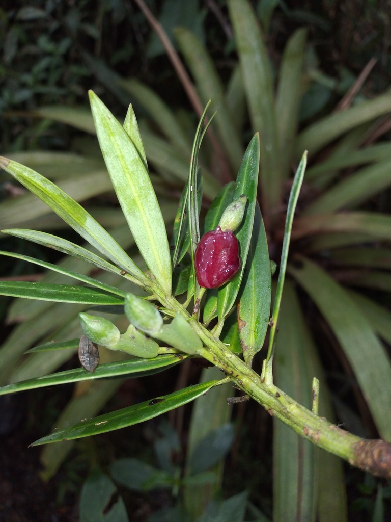 Podocarpus oleifolius from Sud Yungas, Bolivia on December 11, 2021 at ...
