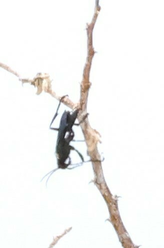 Thread-waisted Wasps from Oshikoto Region, Namibia on November 10, 2023 ...