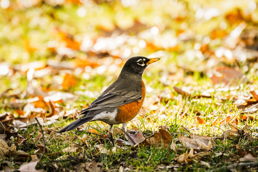 American Robin from Bush’s Pasture Park, Salem, OR, US on February 8 ...