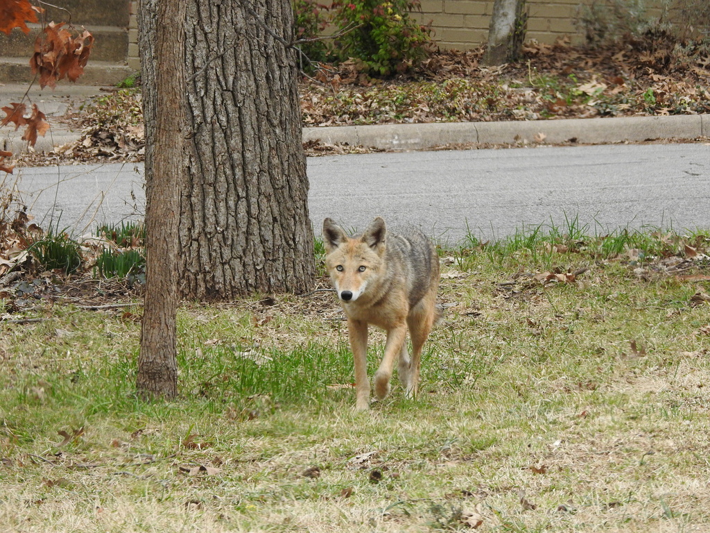 Coyote from Cedar Hill Ave, Dallas, TX, US on February 8, 2024 at 03:59 ...