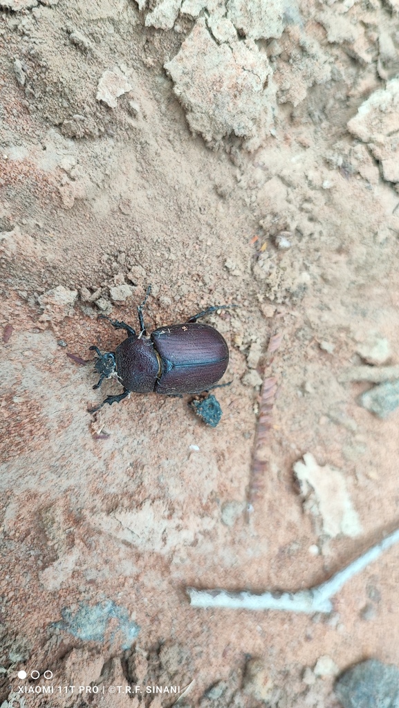 Coelosis bicornis from Aquidauana - MS, Brasil on August 7, 2022 at 10: ...