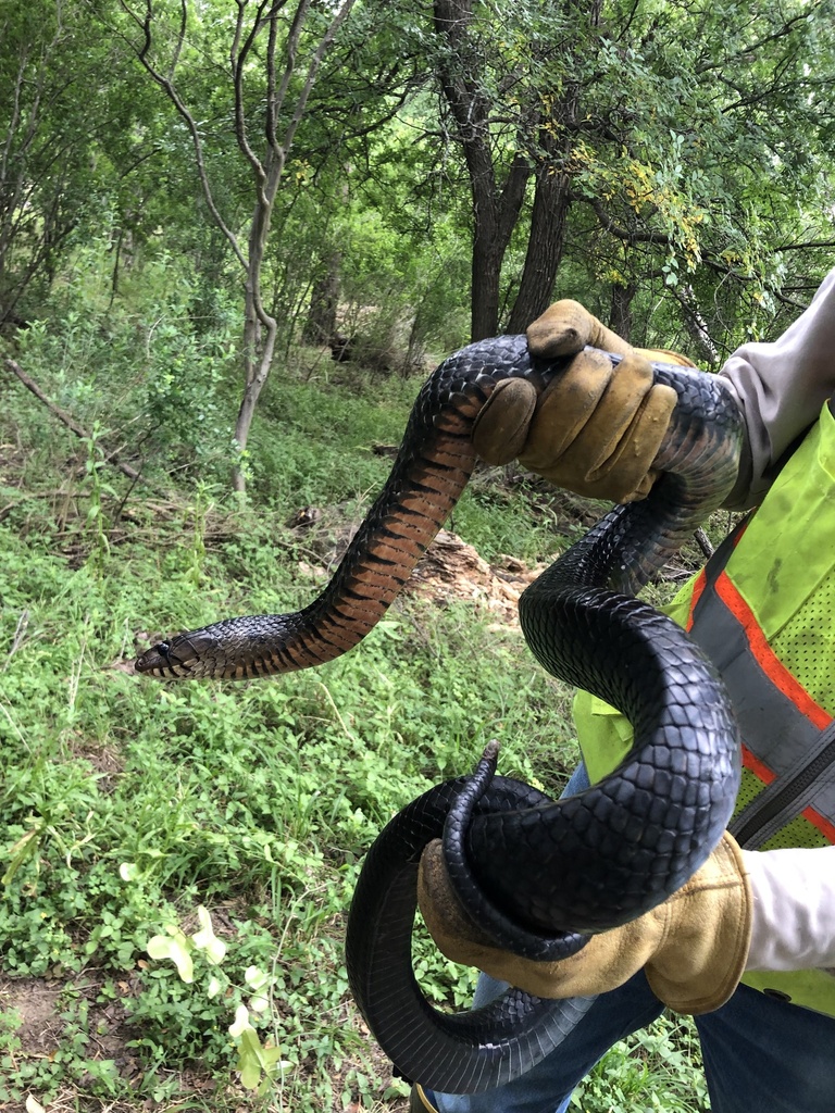 Texas Indigo Snake in April 2019 by blacklandenviro · iNaturalist