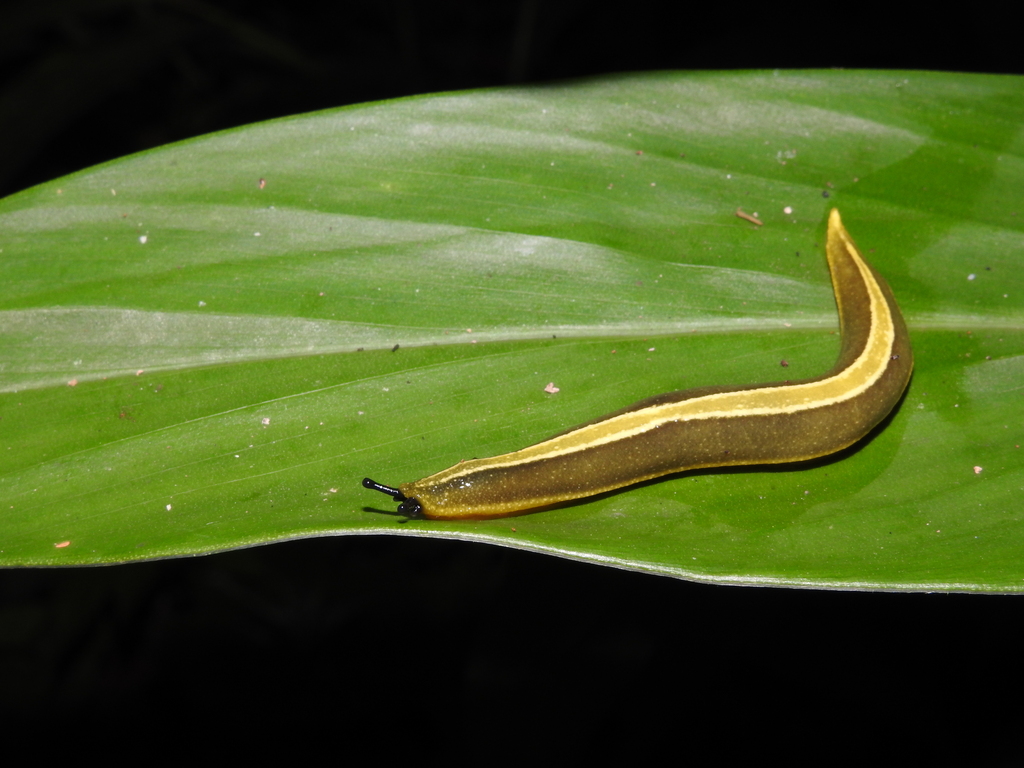 Vaginulus taunaisii from Mangaratiba - RJ, Brasil on October 23, 2020 ...