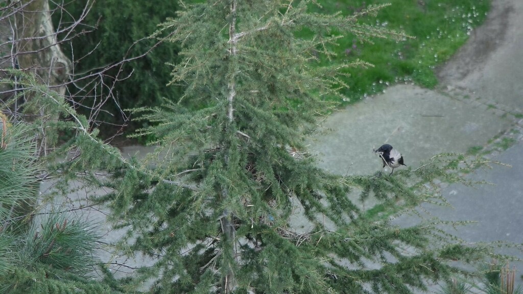 Hooded Crow from İstanbul, Türkiye on April 3, 2021 at 06:15 PM by Cem ...