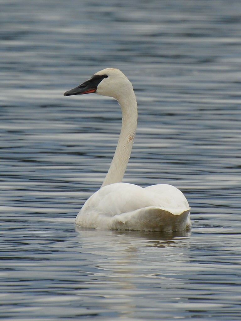 Trumpeter Swan from University District, Seattle, WA, USA on January 21 ...