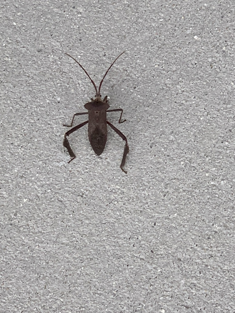 Giant leaf-footed bug from Grass Island, Orange Beach, AL, US on ...