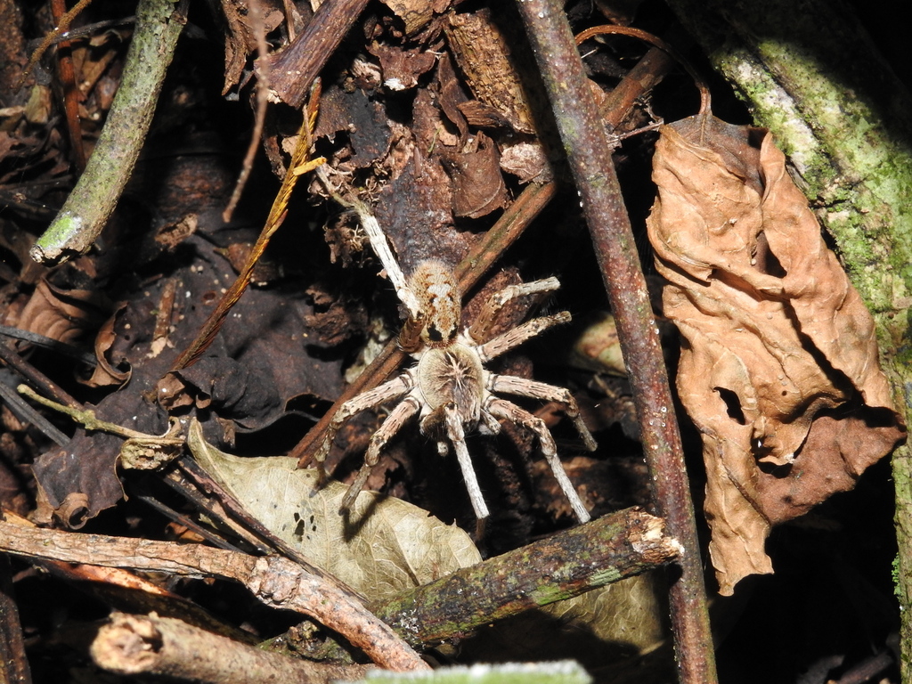 Tropical Wandering Spiders from Mangaratiba - RJ, Brasil on September 6 ...