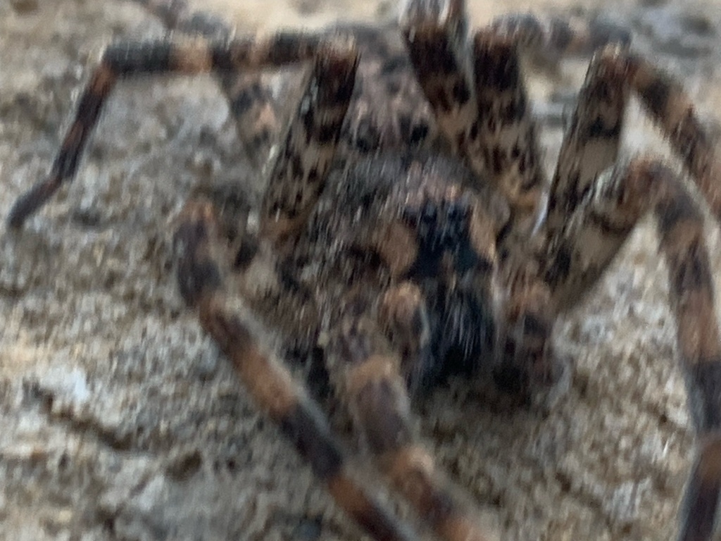 Dark Fishing Spider from New Castle, PA, US on February 8, 2024 at 04: ...
