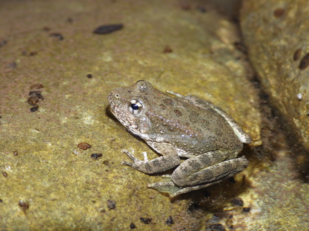 Foothill Yellow-legged Frog in September 2021 by diomedea_exulans_li ...