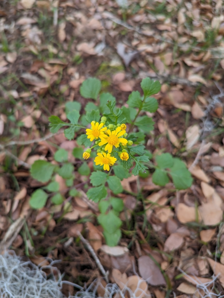 Butterweed from Marianna, FL 32446, USA on February 8, 2024 at 04:17 PM ...