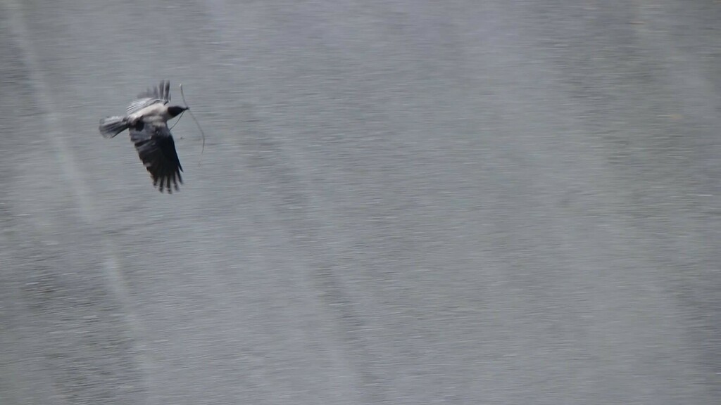 Hooded Crow from İstanbul, Türkiye on May 30, 2021 by Cem Deren Bilgili ...