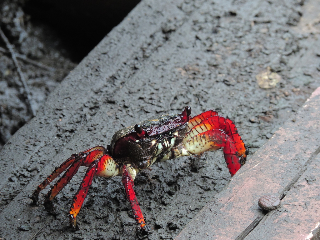 Mangrove Root Crab from Camboinhas, Niterói - RJ, Brasil on May 20 ...