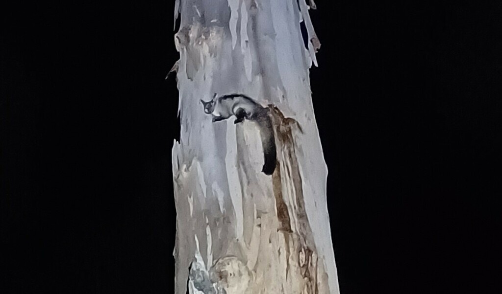 Yellow-bellied Glider in February 2024 by Peter Crowcroft · iNaturalist