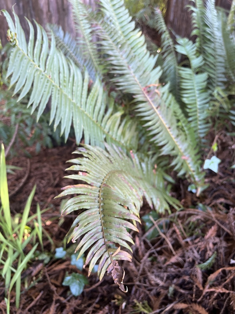 western sword fern from Cal Poly Humboldt, Arcata, CA, US on February 8 ...