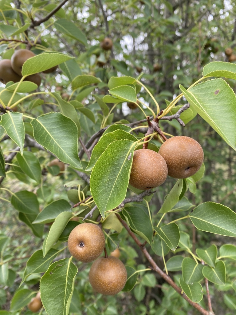 Callery pear from 18th Ave, Austral, NSW, AU on February 9, 2024 at 10: ...
