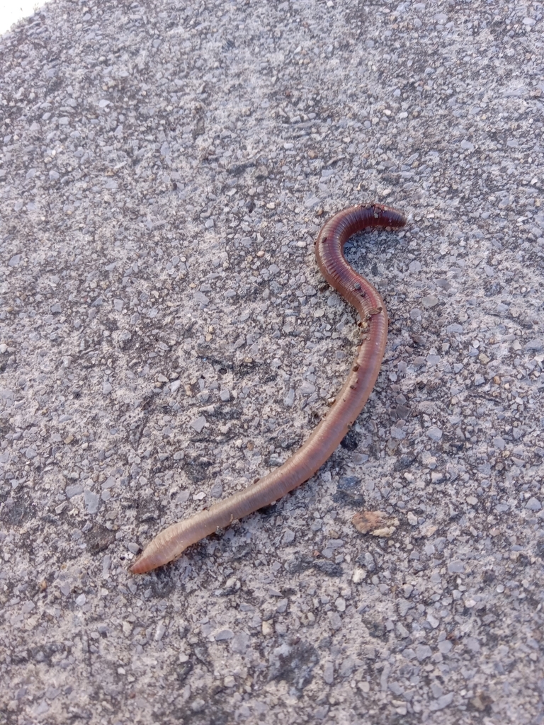 Earthworms from Waynesville, NC 28786, USA on February 7, 2024 at 10:59 ...