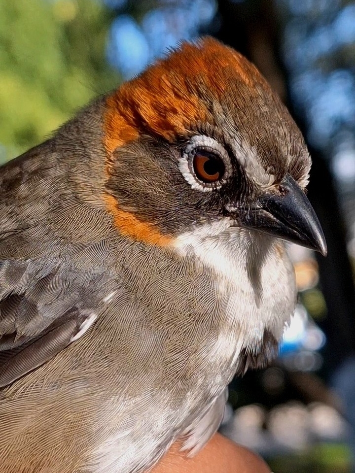 Rusty-crowned Ground-Sparrow from Zona Sin Asignación de Nombre de ...