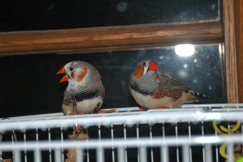 Domestic Zebra Finch (Pets and farm) · iNaturalist