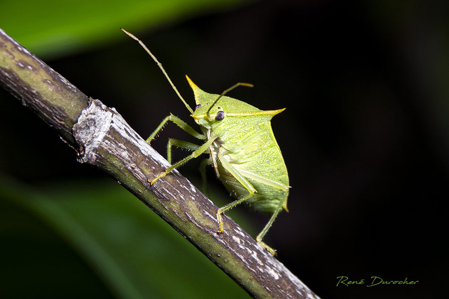 Loxa viridis from Grand'Anse Department, Haiti on January 11, 2024 at ...