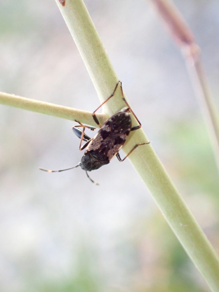 Strawberry Bug in February 2024 by distinguished_orca · iNaturalist